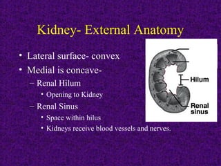 Urinary System | PPT