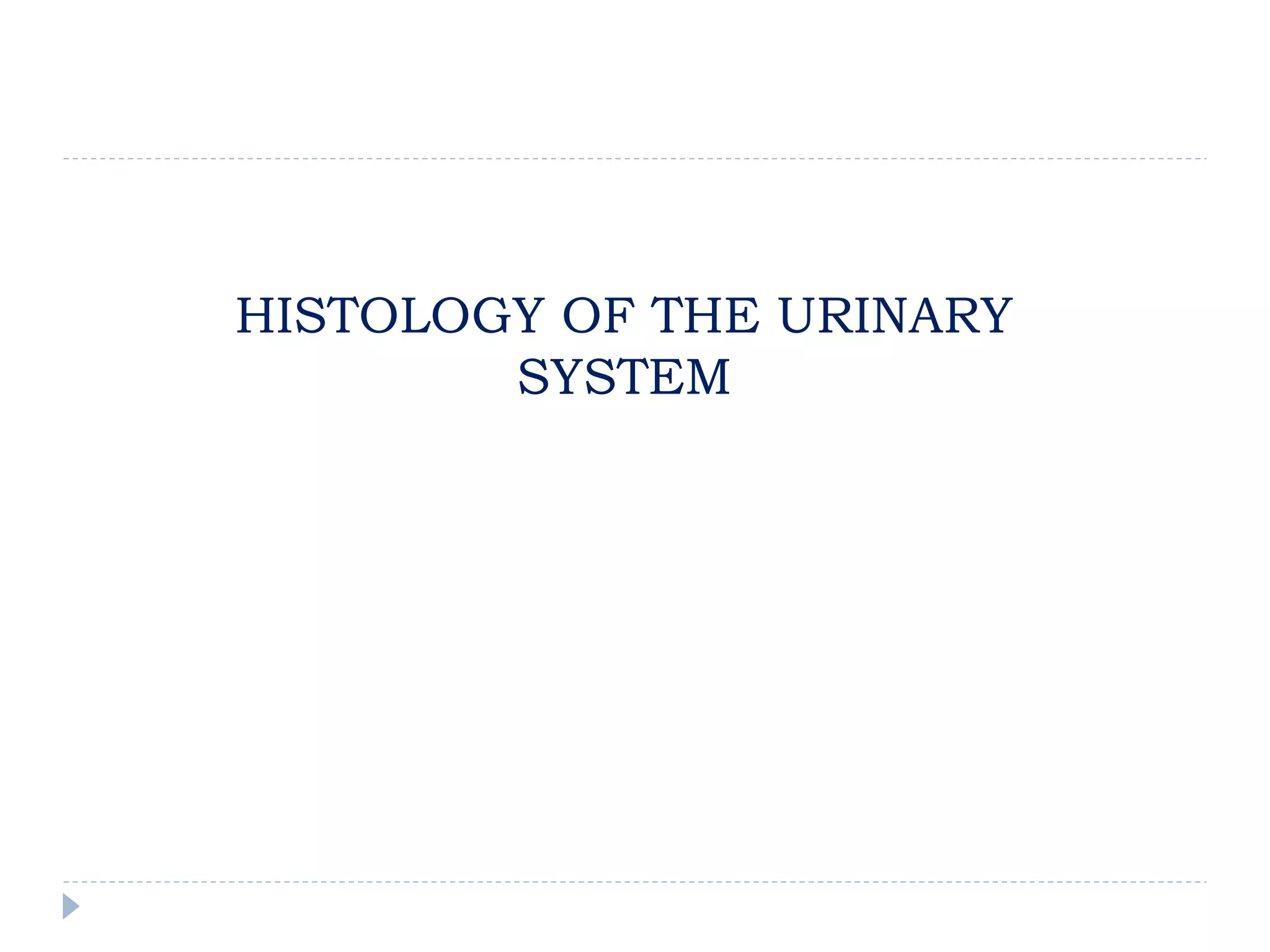 Urinary system | PPT