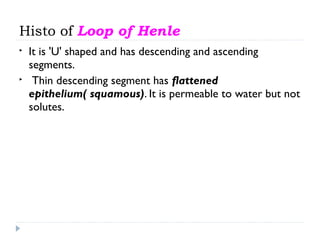 Urinary system | PPT