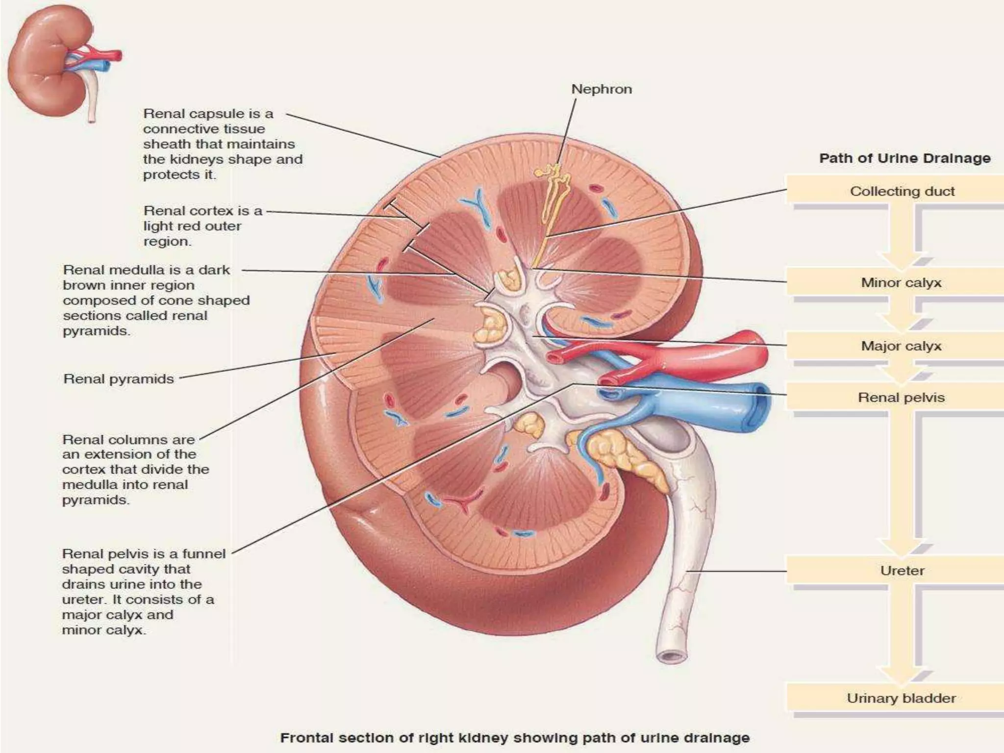Anatomy of Urinary System ppt | PPTX