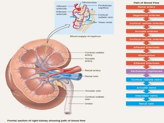Urinary System Anatomy Ppt