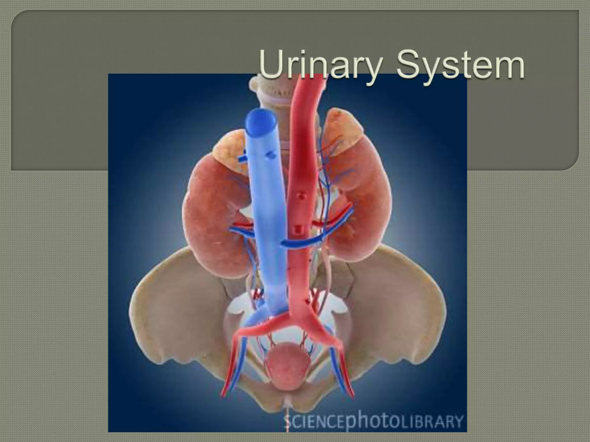 Urinary system.slides | PPT