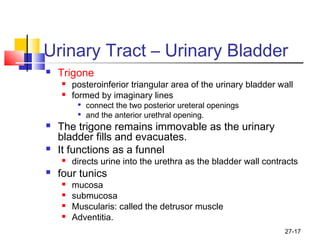 Urinary system | PPT
