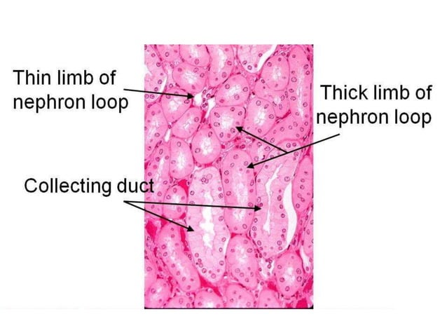 Urinary System.dk.2015. | PPTX