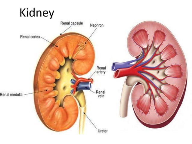 Urinary System.dk.2015. | PPTX