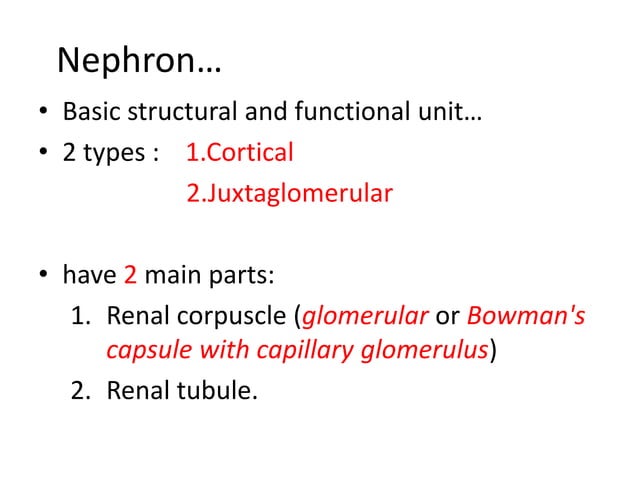 Urinary System.dk.2015. | PPTX