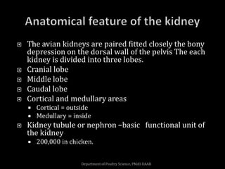 Urinary system | PPTX