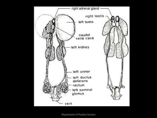 Urinary system | PPTX