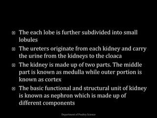 Urinary system | PPTX