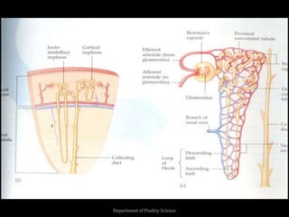 Urinary system | PPTX