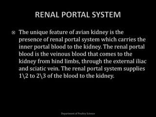 Urinary system | PPTX