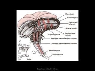 Bird Urinary System