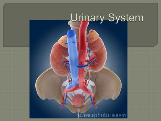 Urinary system.slides | PPT