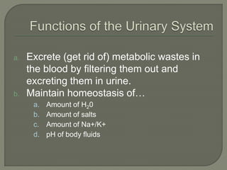 Urinary system.slides | PPTX