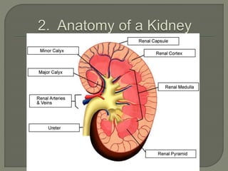 Urinary system.slides | PPTX