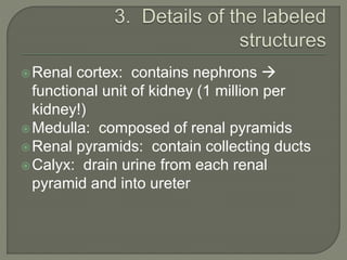Urinary system.slides | PPTX