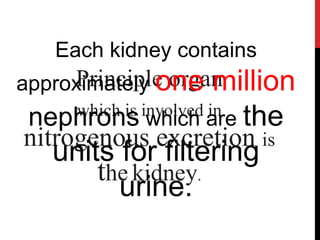 Urinary system | PPTX