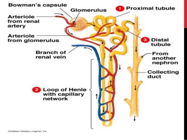 Urinary system