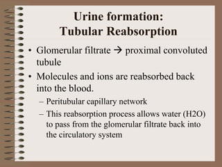 Urinary system | PPTX