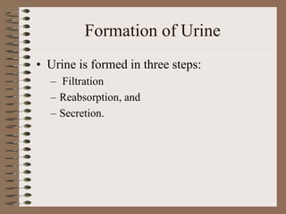 Urinary system | PPTX