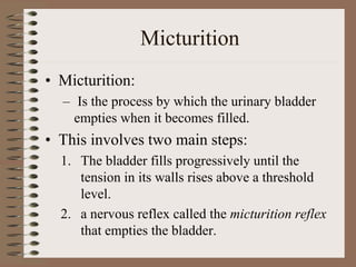 Urinary system | PPT