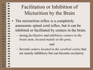 Urinary system | PPT