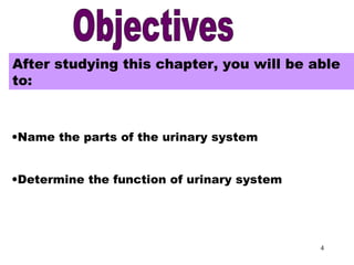 Urinary system | PPT