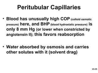 Urinary system | PPT