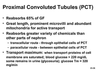 Urinary system | PPT