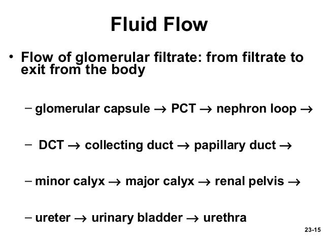 Urinary system