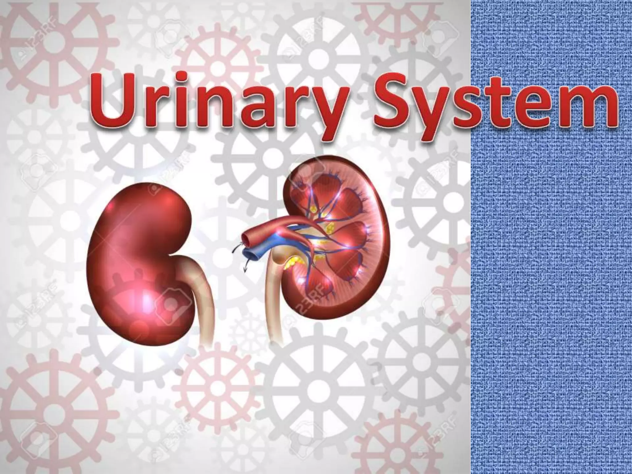 Urinary system | PPT