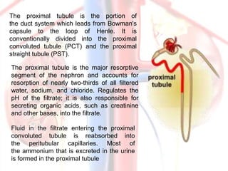 Urinary system | PPTX