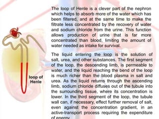 Urinary system | PPTX