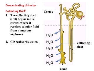 Urinary system | PPT