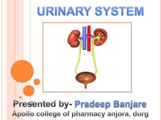 Urinary system | PPT