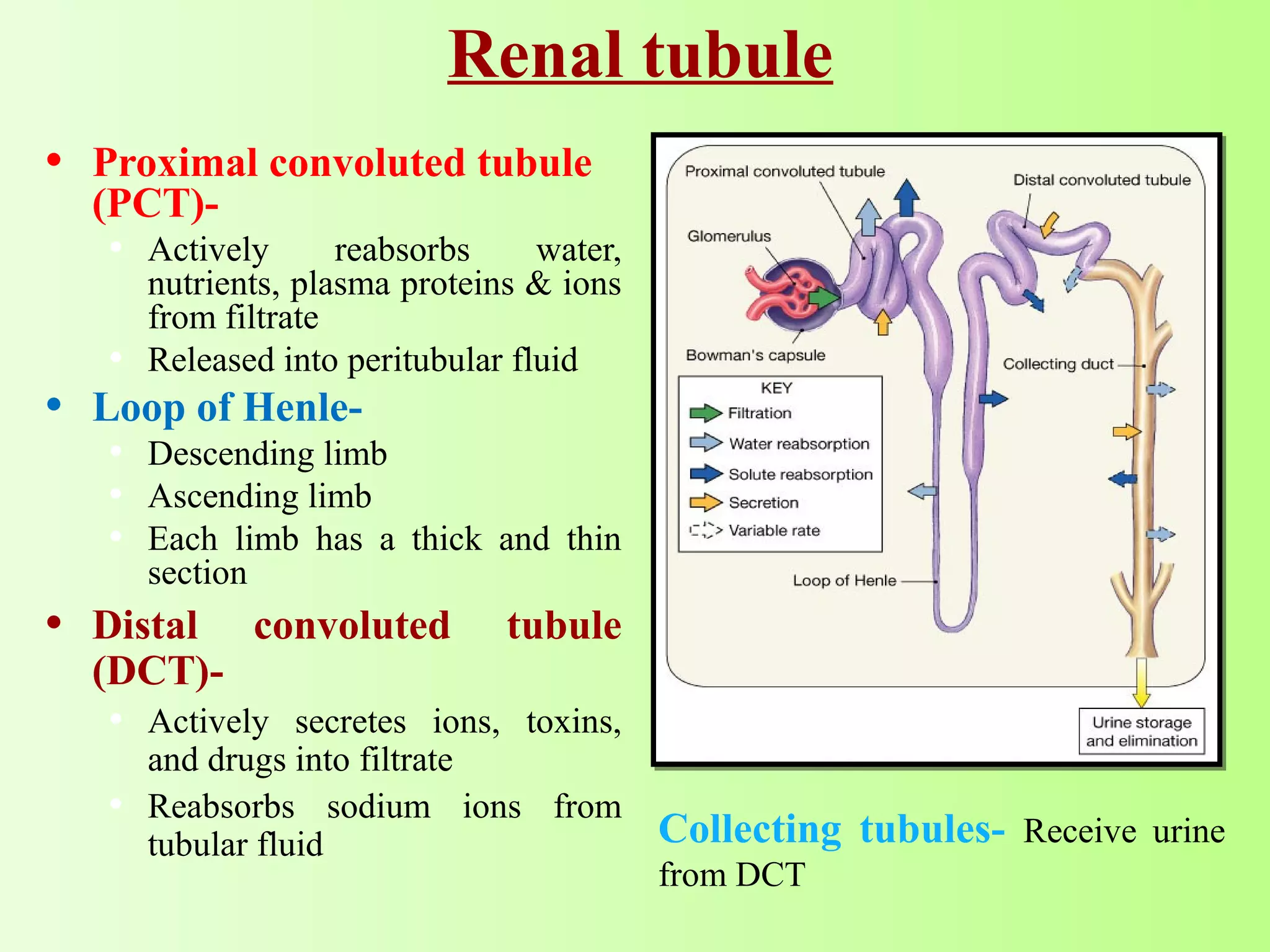 Urinary system | PPT
