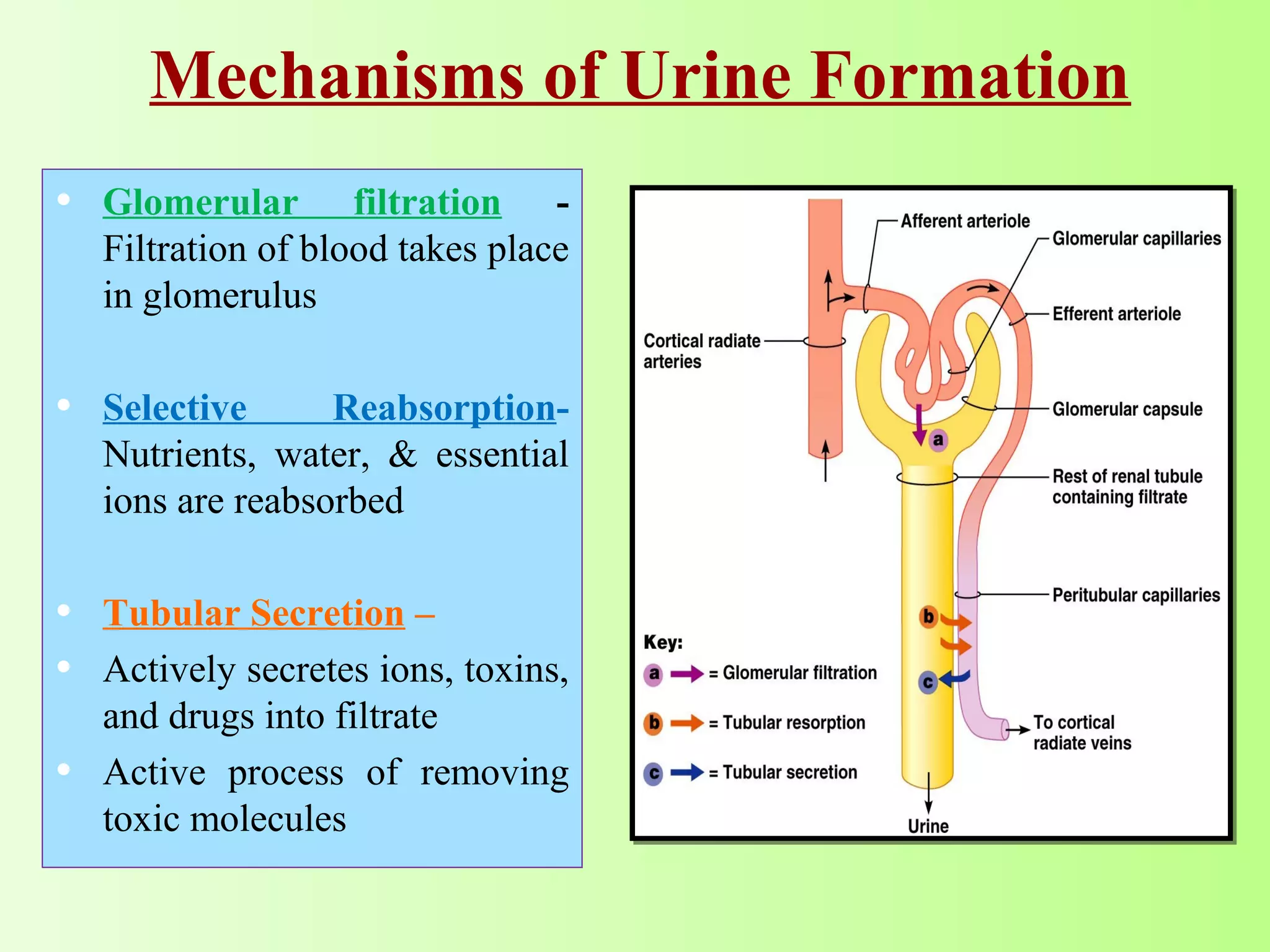 Urinary system | PPT