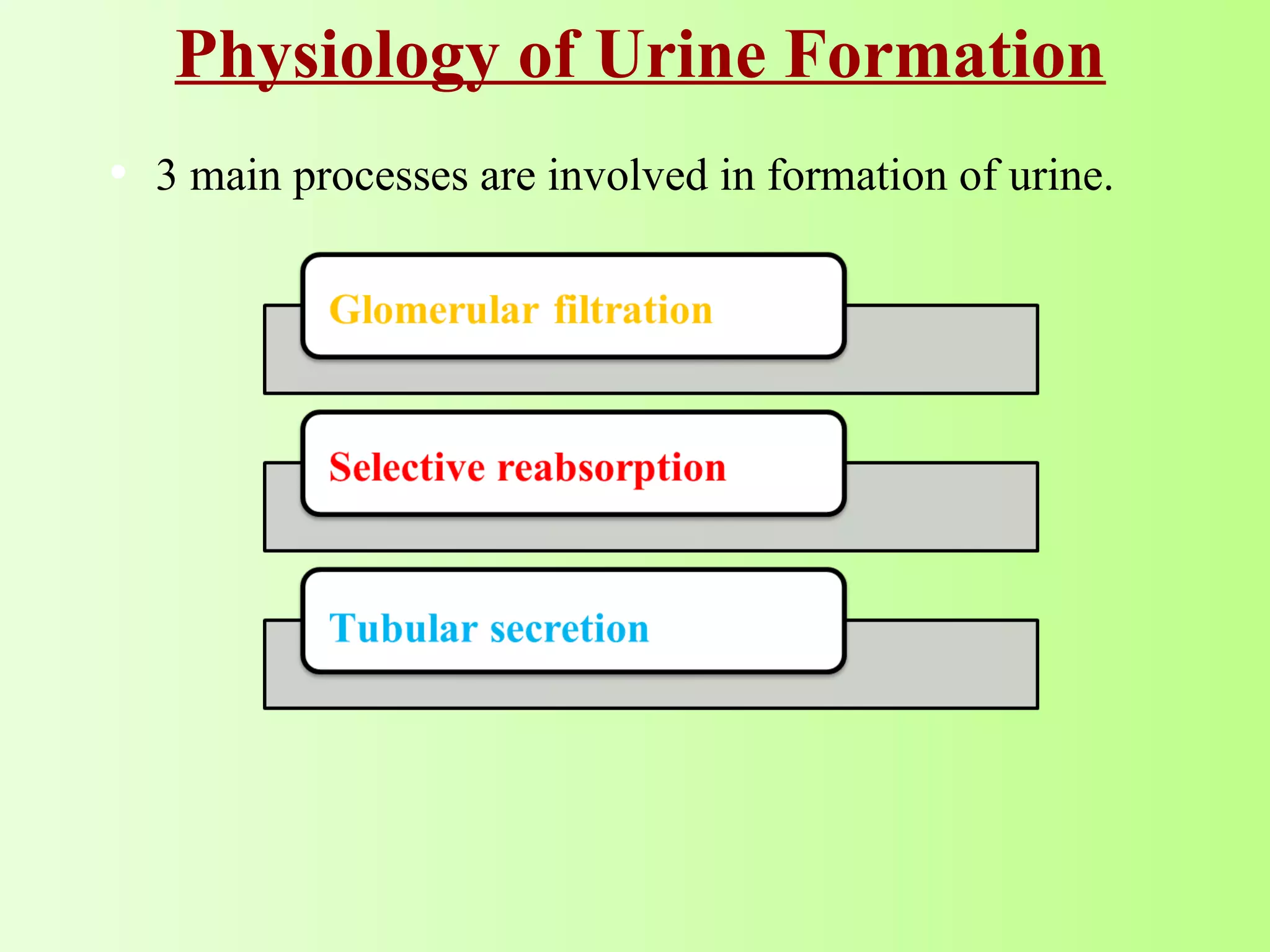 Urinary system | PPT