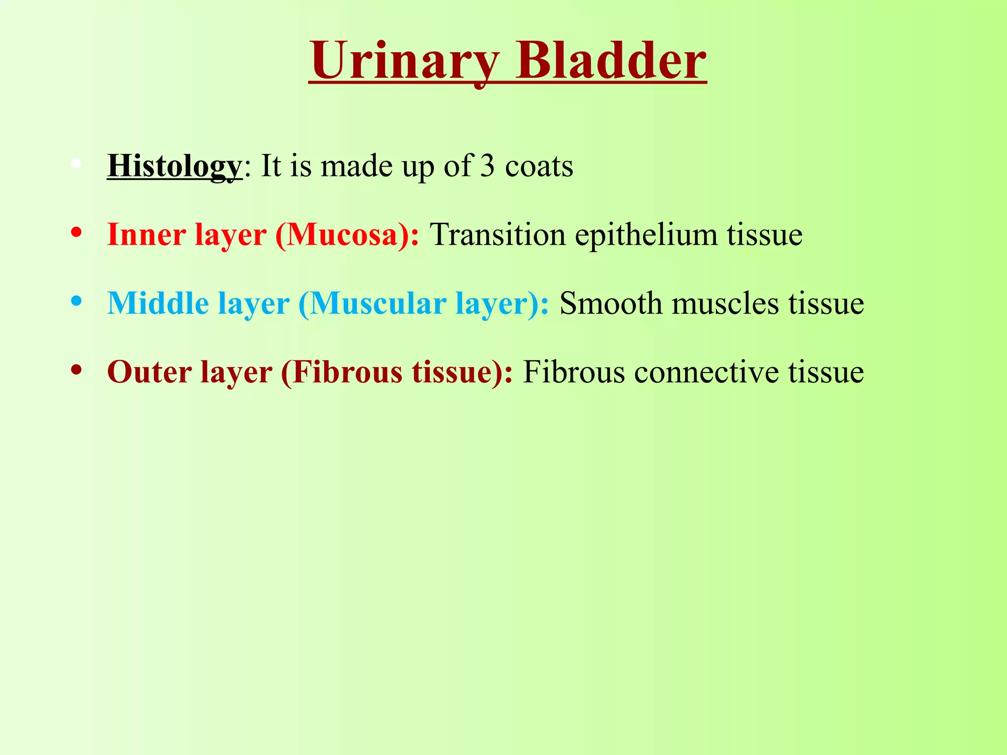 Urinary system | PPT