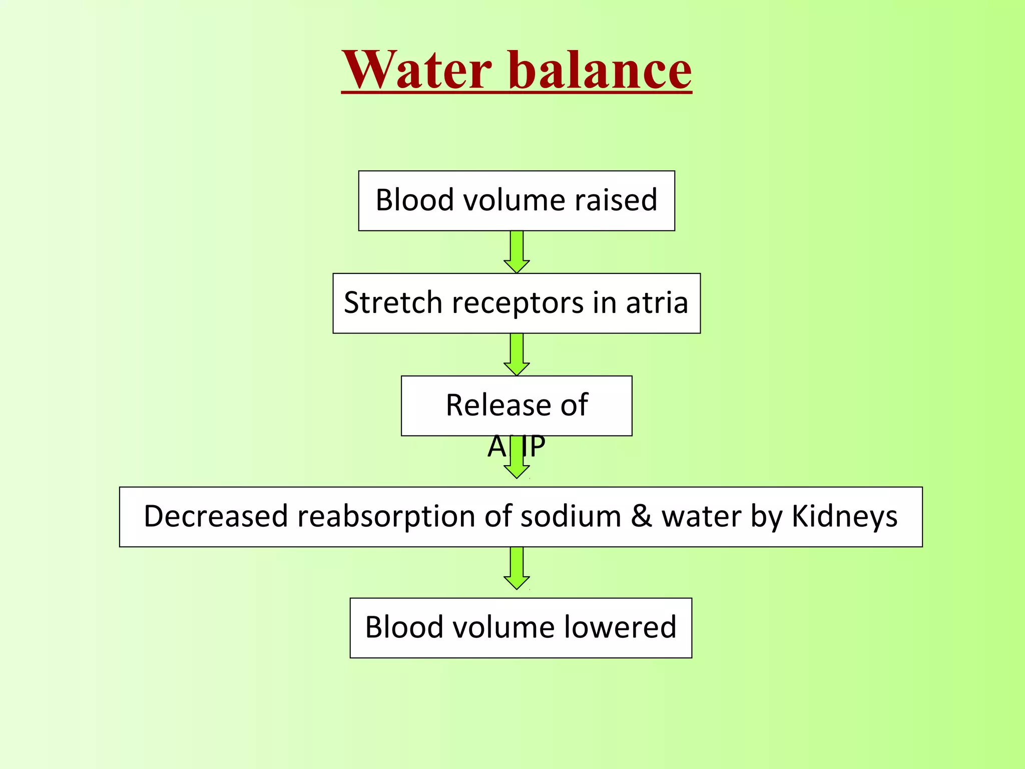 Urinary system | PPT