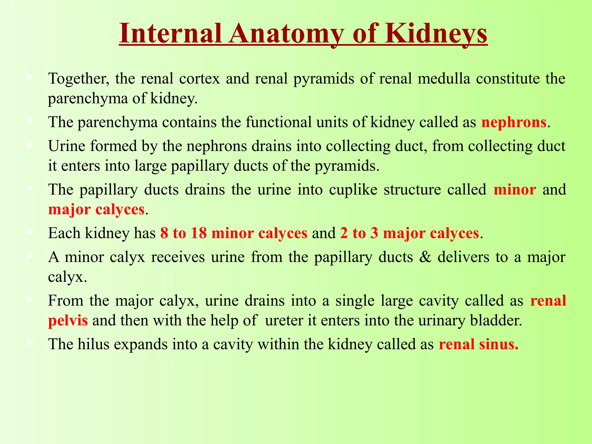 Urinary system | PPT