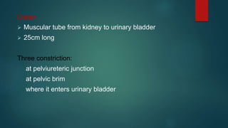 Urinary system | PPTX