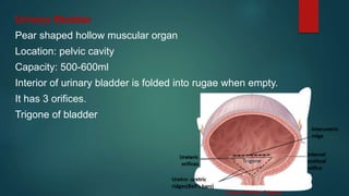 Urinary system | PPT