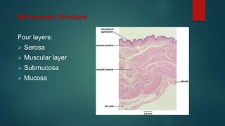 Urinary system | PPTX