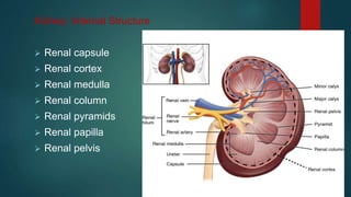 Urinary system | PPTX