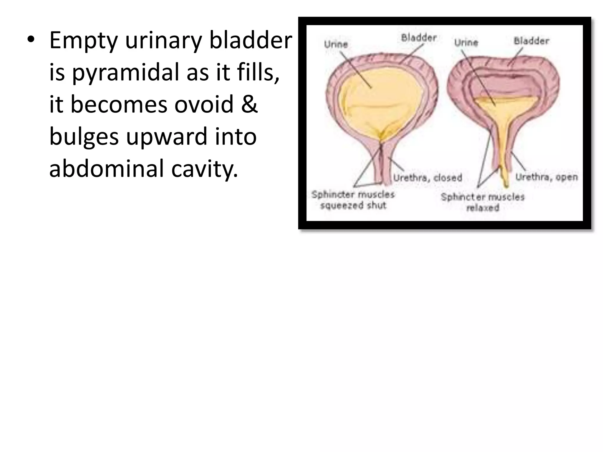 Urinary system | PPTX | Digestive Disorders | Diseases and Conditions