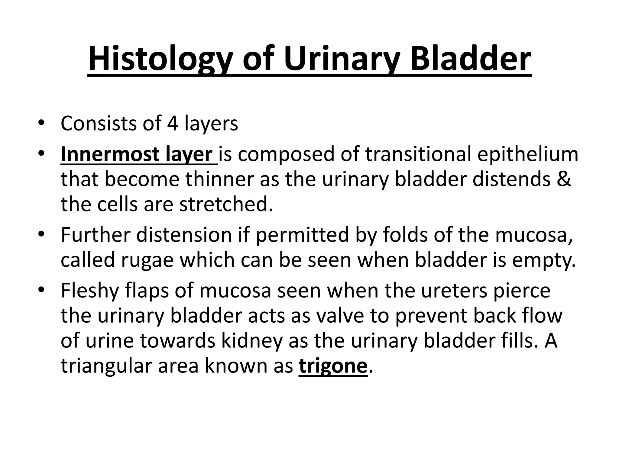 Urinary system | PPTX | Digestive Disorders | Diseases and Conditions