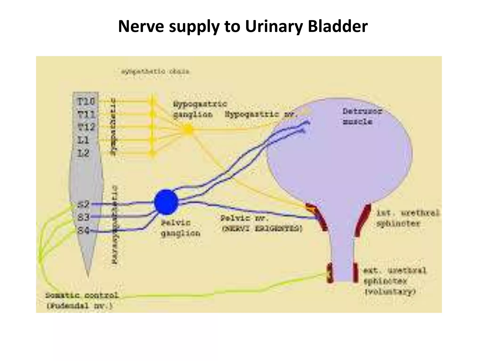 Urinary system | PPTX