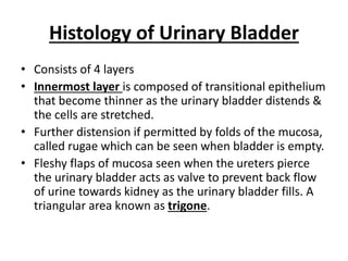 Urinary system | PPTX
