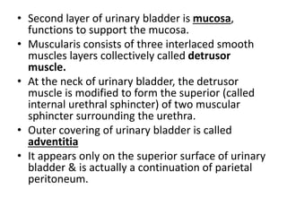 Urinary system | PPTX